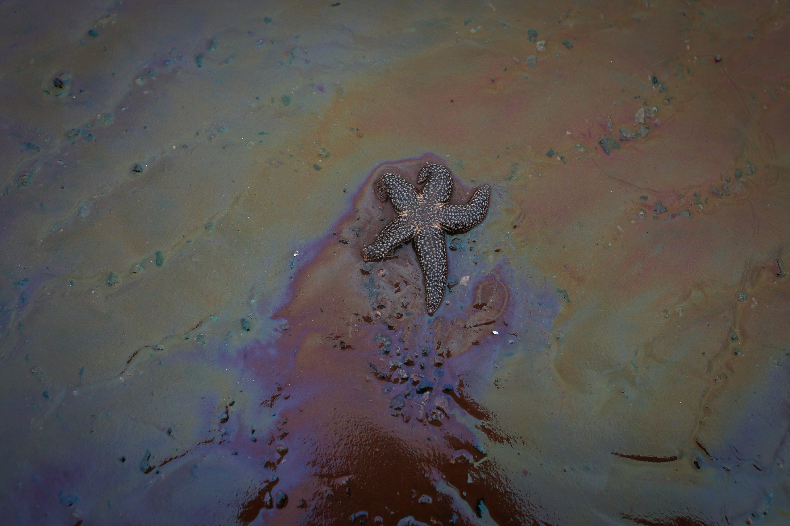 Environment – NPPA Contests