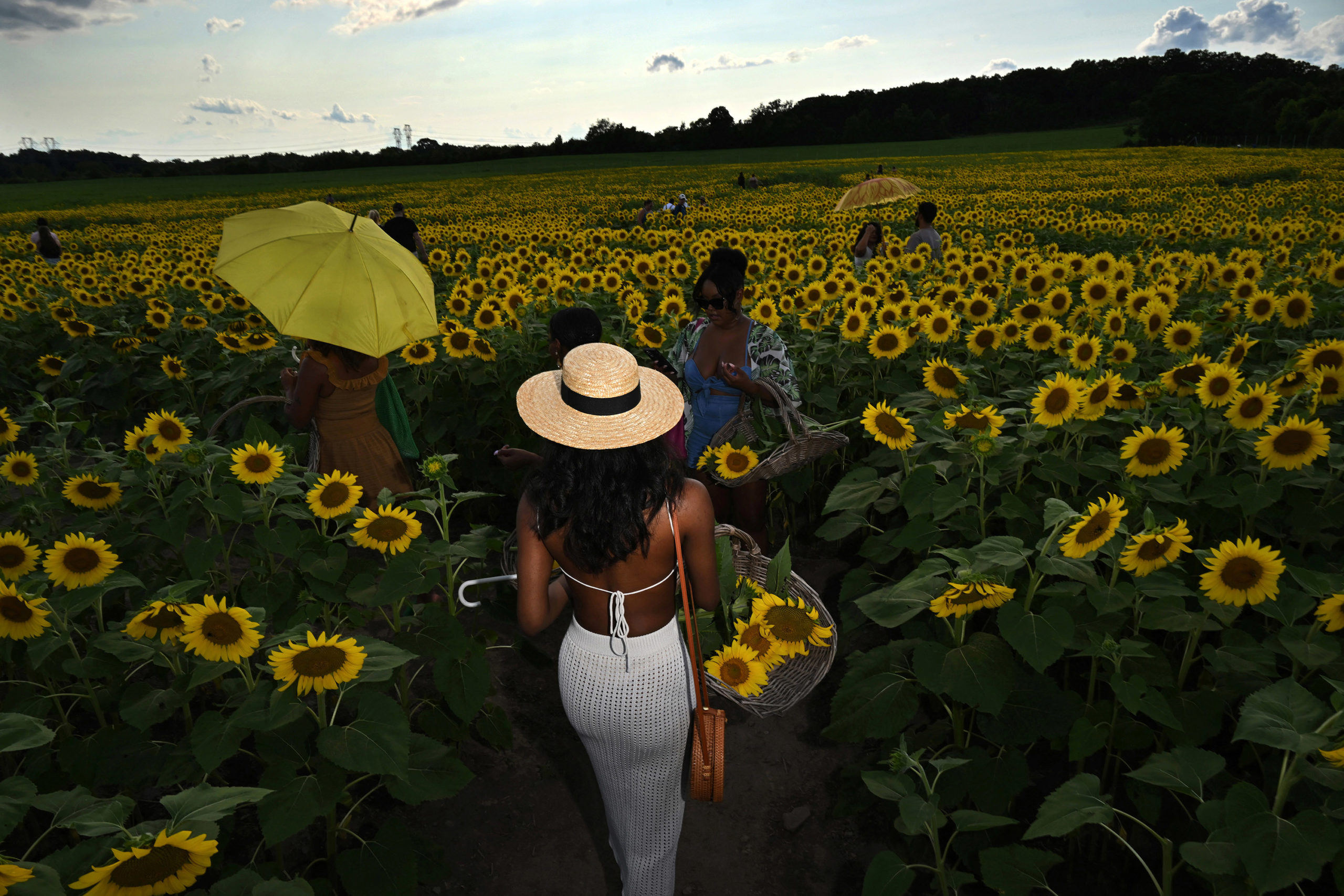 Sunflowers – NPPA Contests