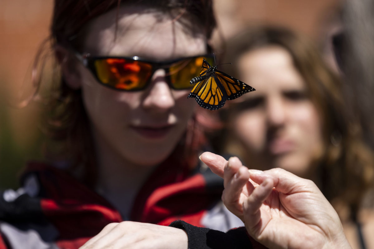 Monarch Butterfly Release – NPPA Contests